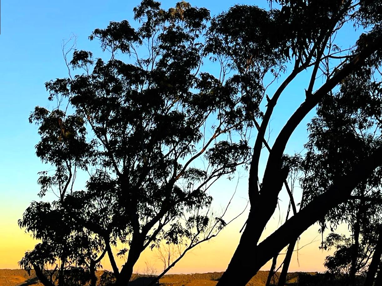 Capture Breathtaking Shots at Evans Lookout: A Photographer's Guide in ...
